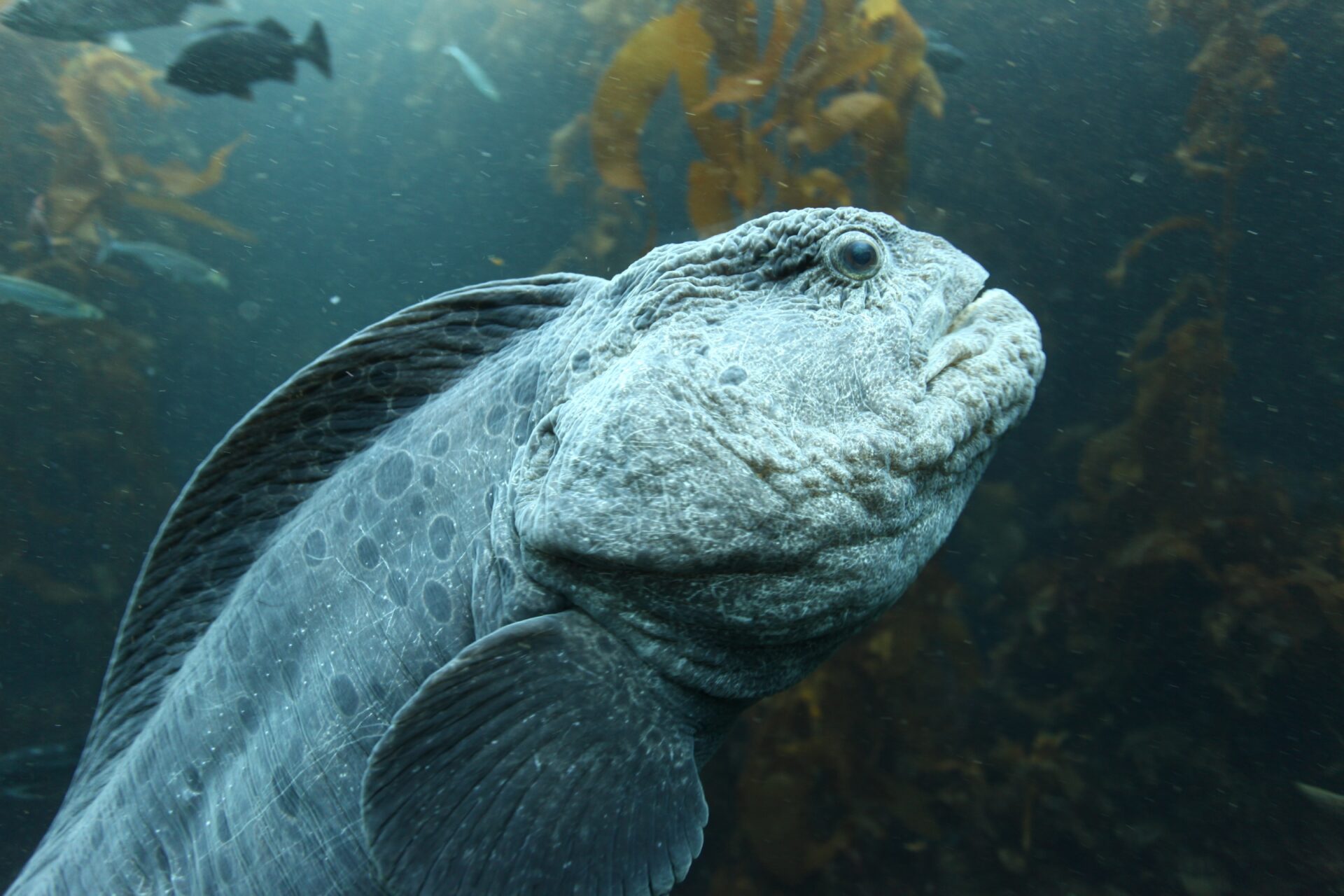 Scuba Diving in San Francisco Bay Area: 2023 Underwater Wonders - 2 ...