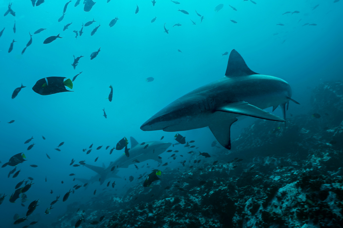 Scuba Diving in Colombia in 2023: A Comprehensive Guide - 2 Dive For
