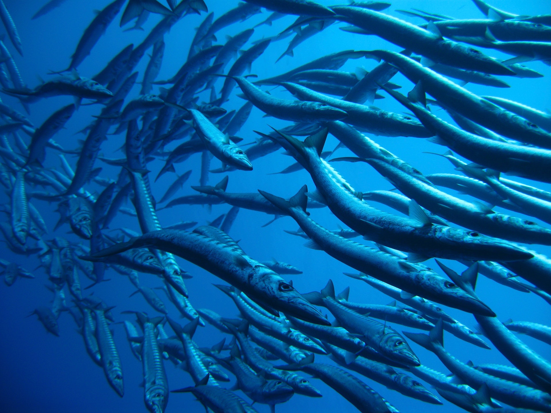 7 Insider Tips for Handling Marine Life Hazards: Surviving Close Encounters