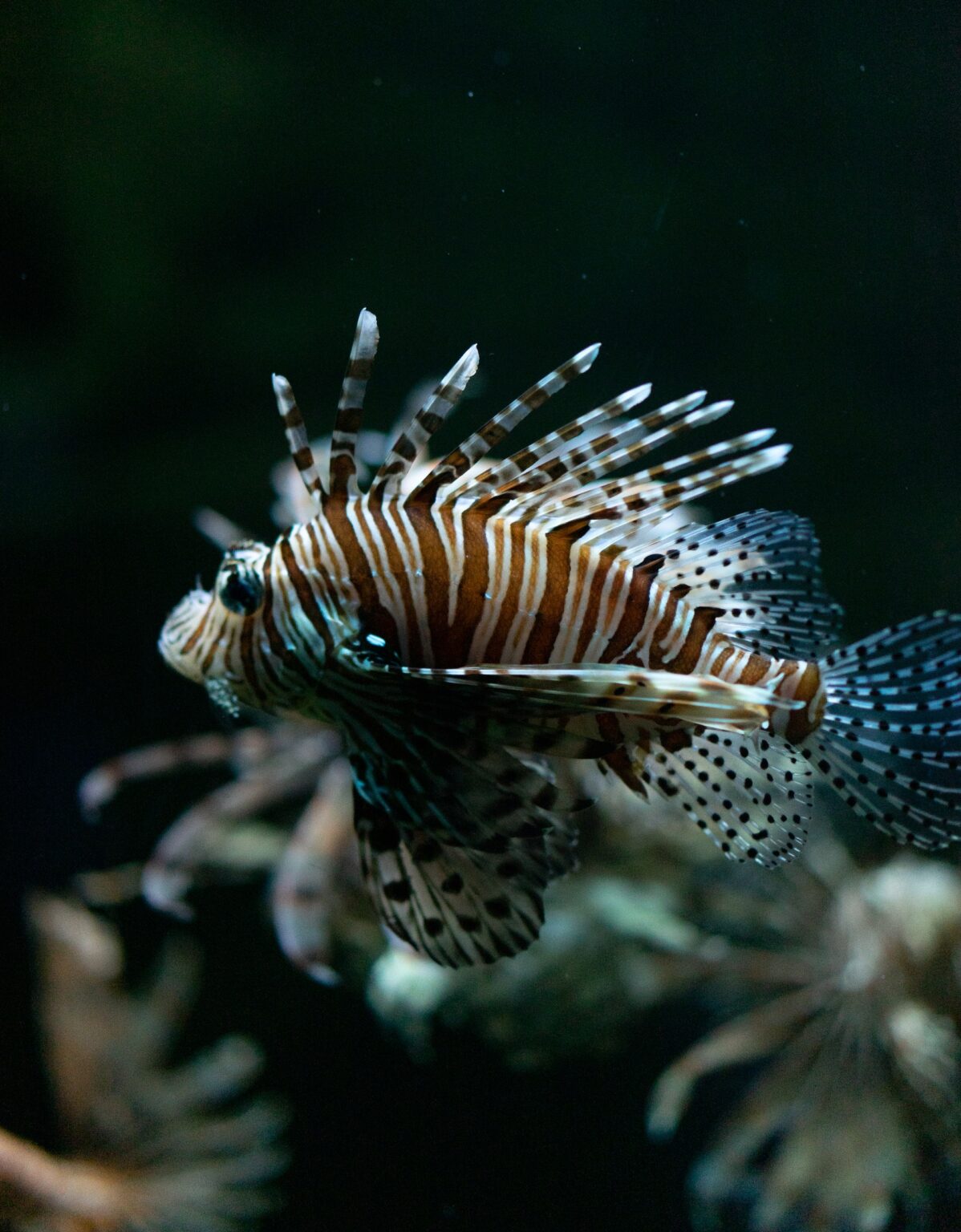 7 Insider Tips for Handling Marine Life Hazards: Surviving Close Encounters
